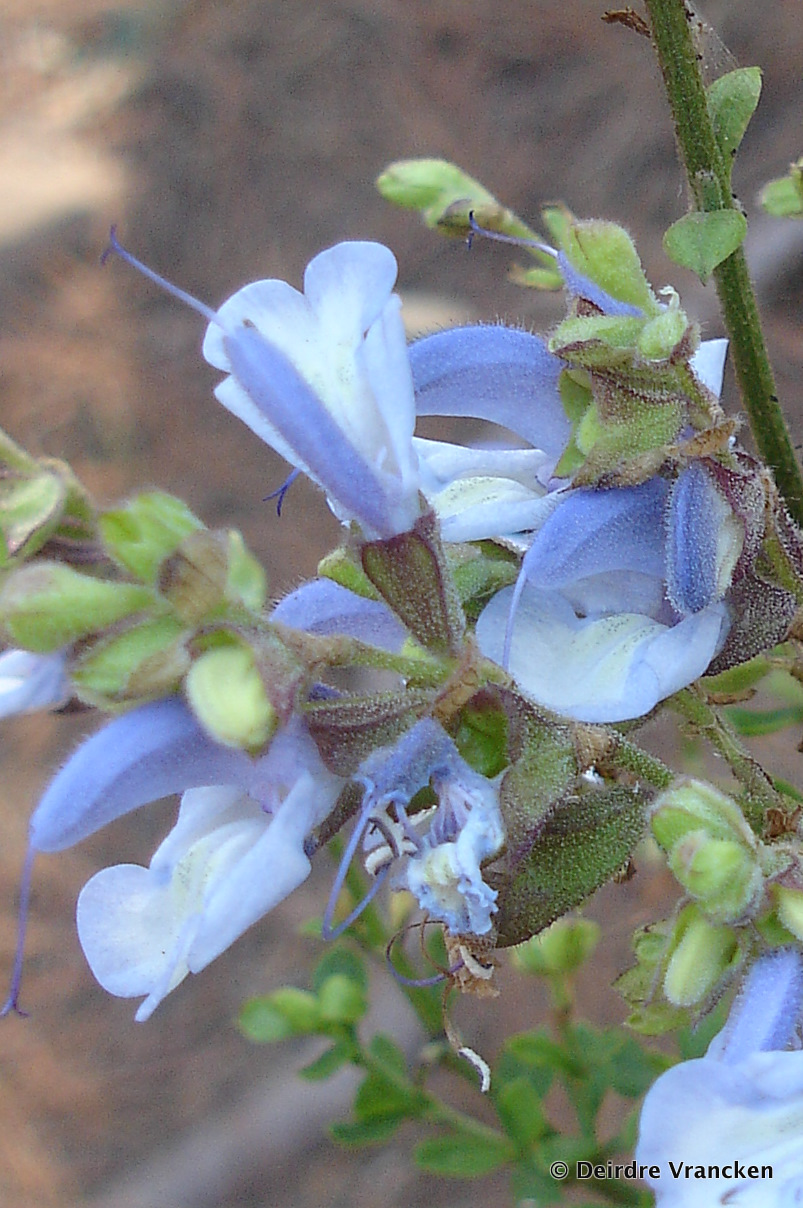 Cape Town Botanical Walks: Salvia in Newlands Forest