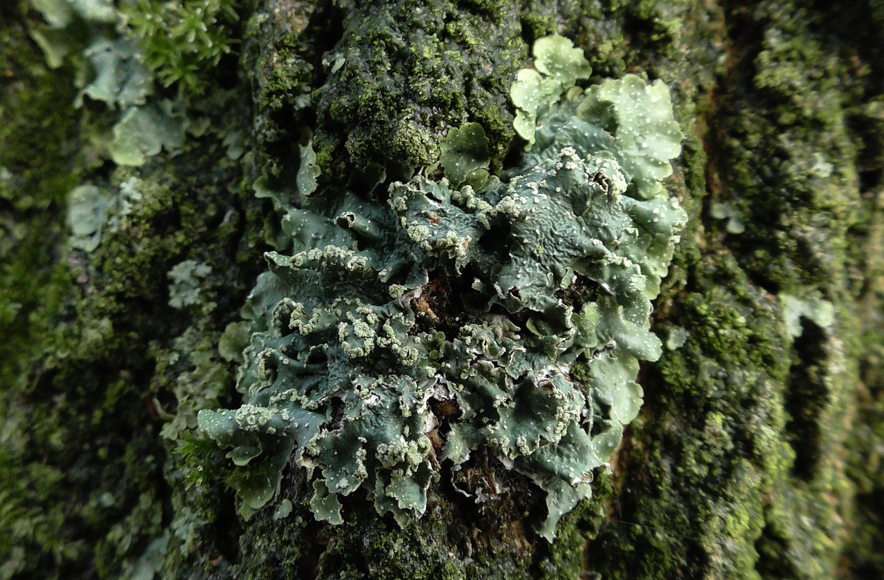 Jozef van der Heijden - Natuurfotografie: De kleine natuur in de ruige rijp