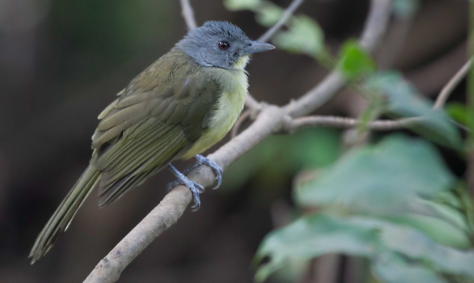 Cock of the Rock: Birding The Gambia - Last Bit: Passerines