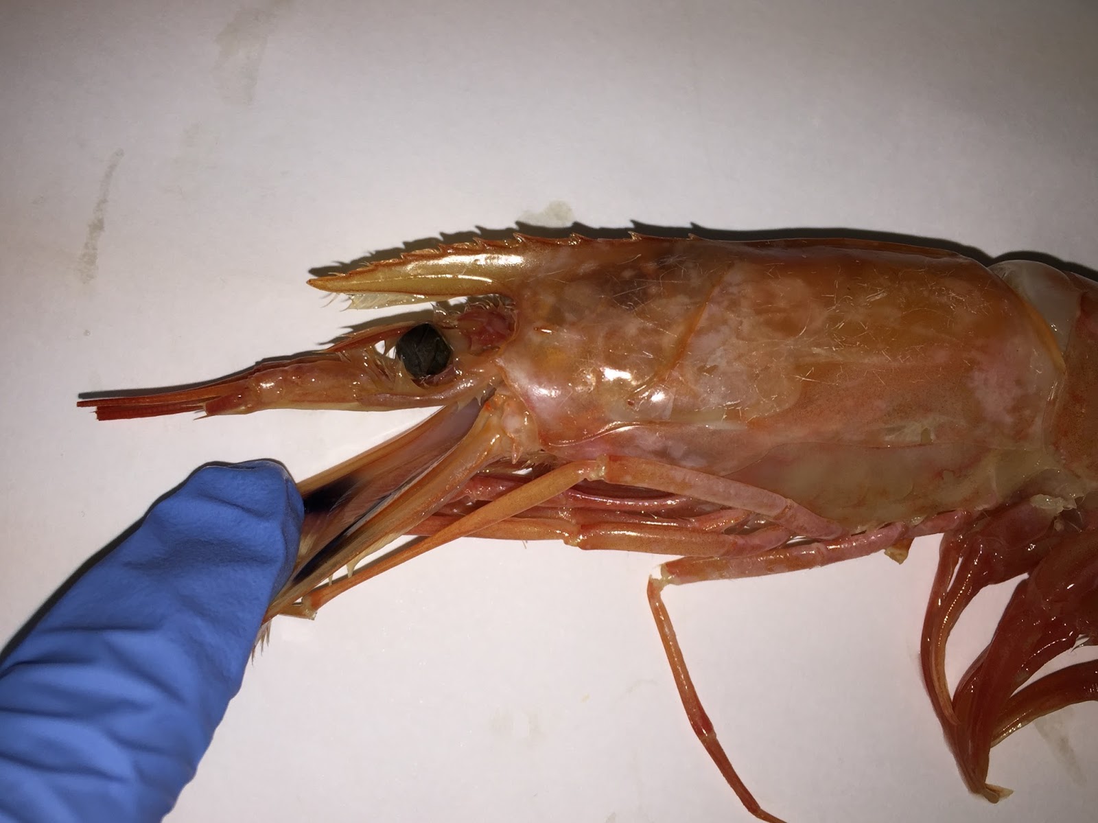 Biología y ANAtomía de 1ºBach: Práctica DISECCIÓN DE UNA GAMBA