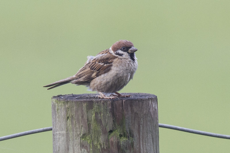 Wild up North: August 2012