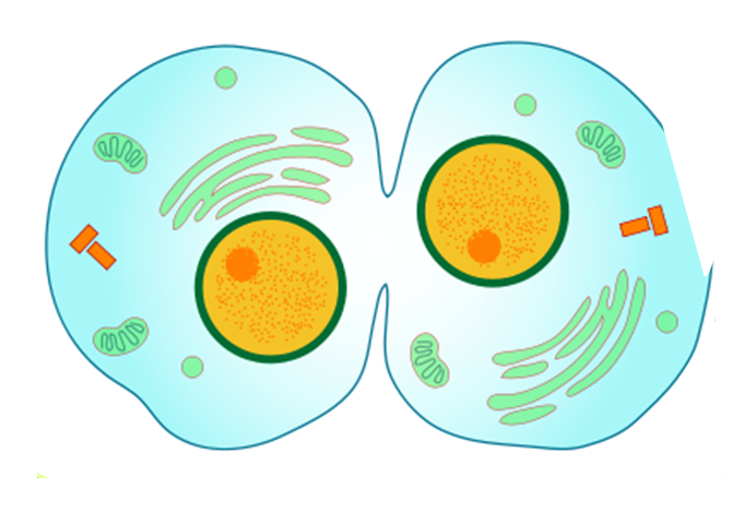 CICLO Y DIVISIÓN CELULAR