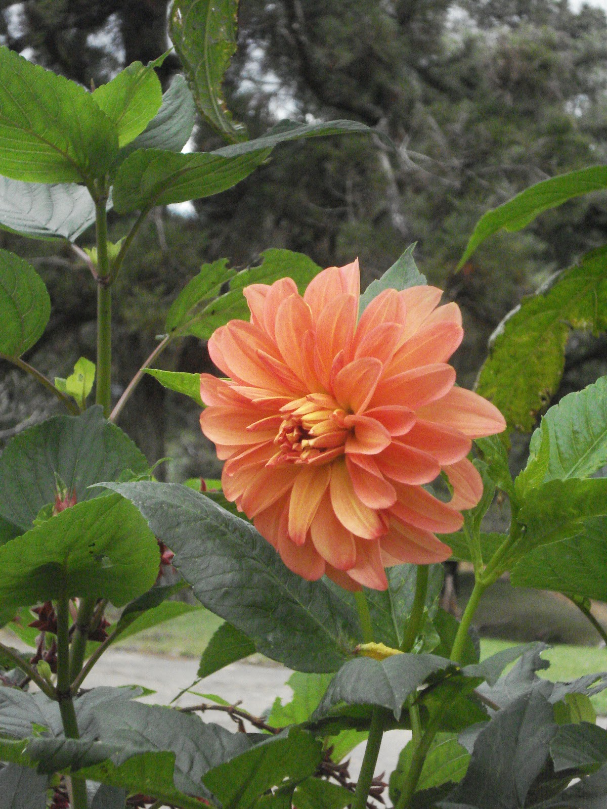 DK CELLULER,RIKILLAGASKADA: deliya flowers