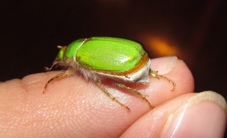 especies chilenas: El Pololo verde o San Juan (Hylamorpha elegans)