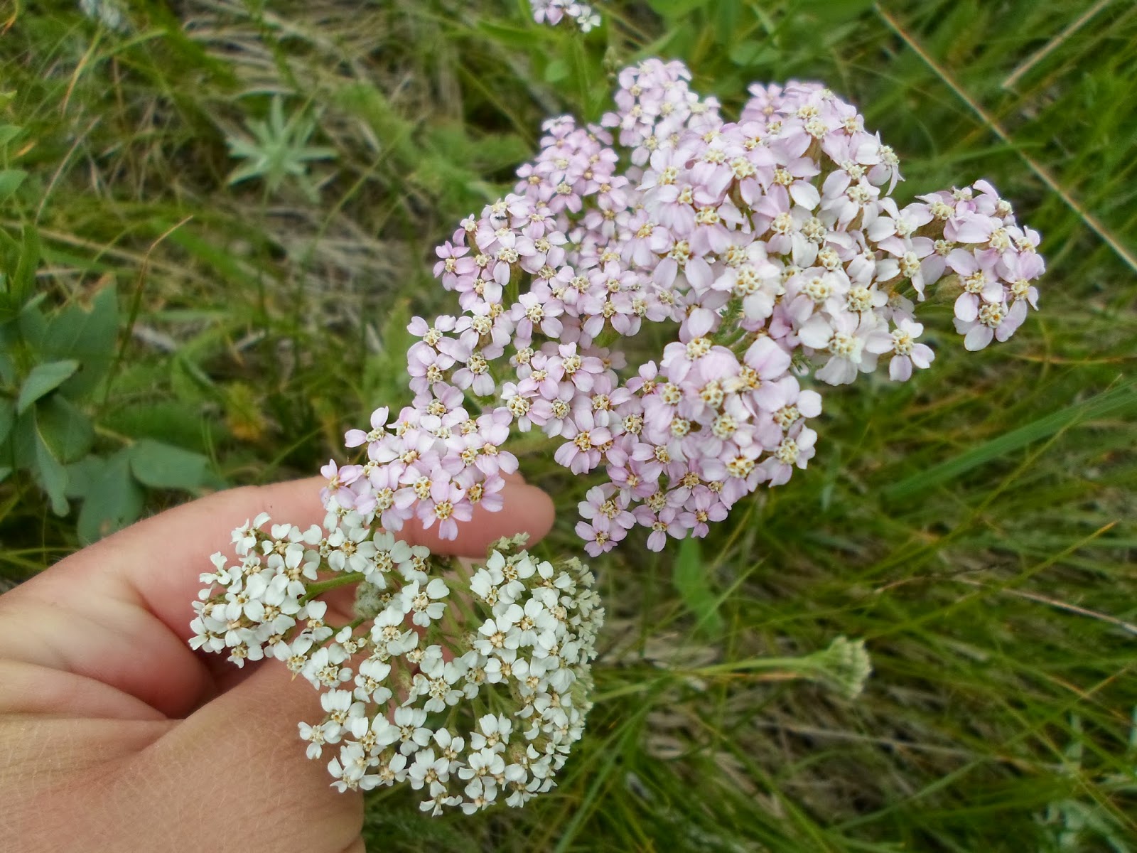 Claire M. Curry: White and pink yarrow in Alberta