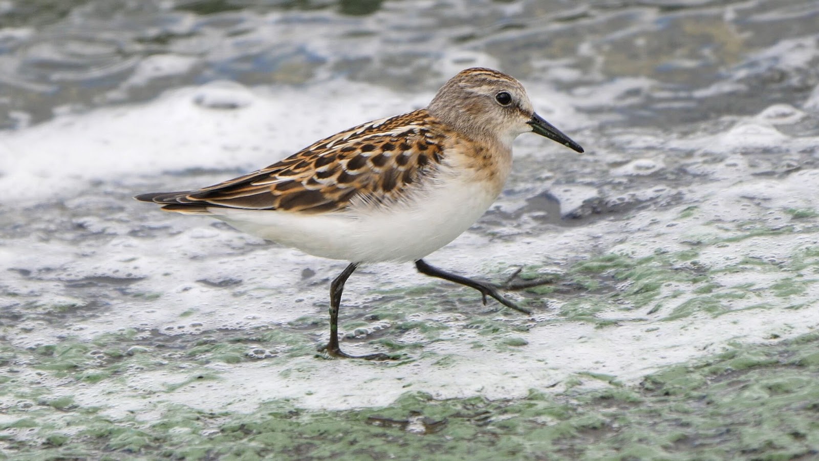 CAMBRIDGESHIRE BIRD CLUB GALLERY Little Stint cambridgeshire-bird-club-gallery-little-stint