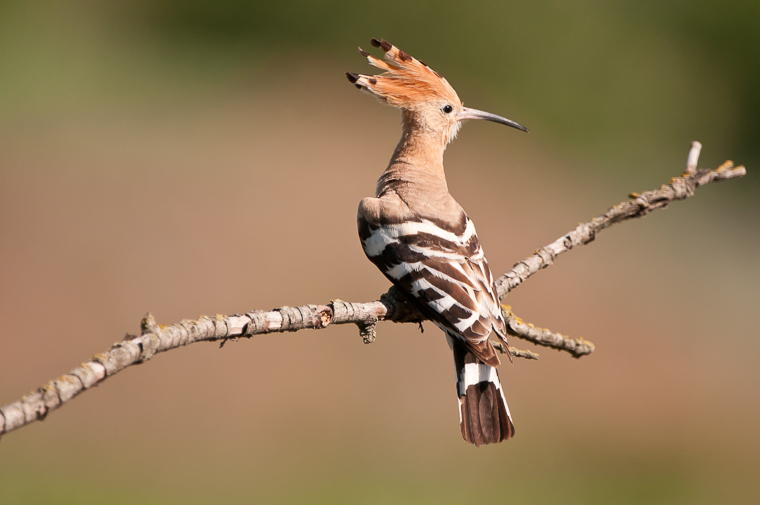 EL O LA 'PUPUT' | BLOC D'EN FRANCESC PUIGCARBÓ