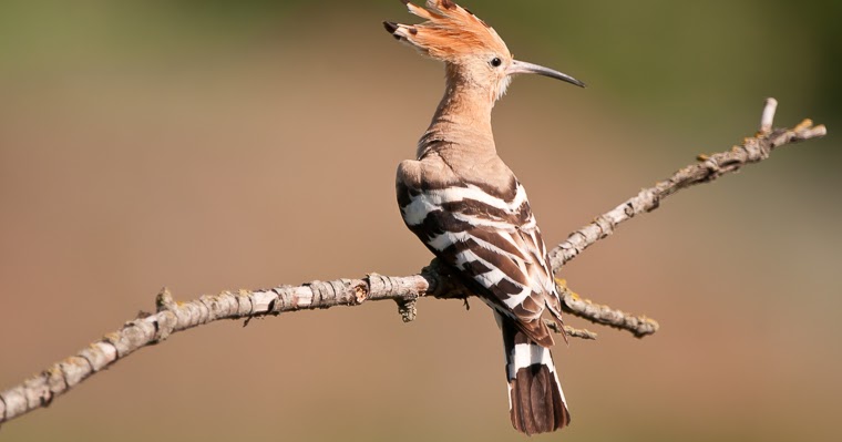 EL O LA 'PUPUT' | BLOC D'EN FRANCESC PUIGCARBÓ