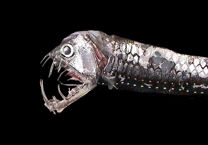 Artes de Pesca: CHAULIODUS