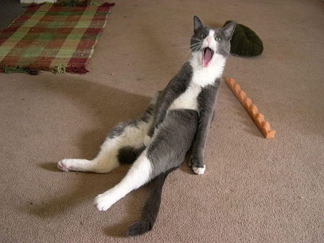 Funny Cool Pictures: Frisky Cats Busted