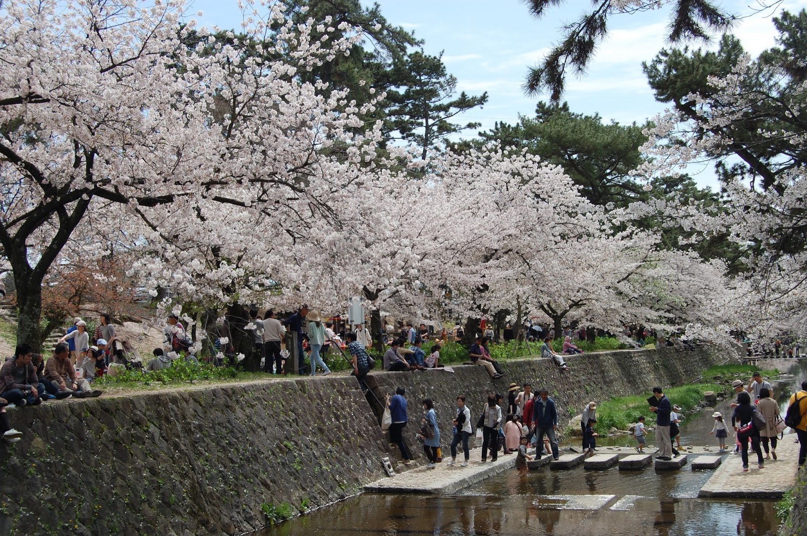 Osaka Joe: Hanami: The Japanese Tradition of Cherry Blossom Appreciation
