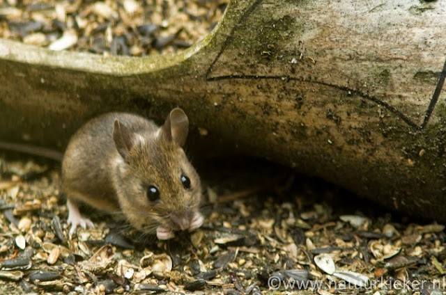 Een bosmuis in de tuin