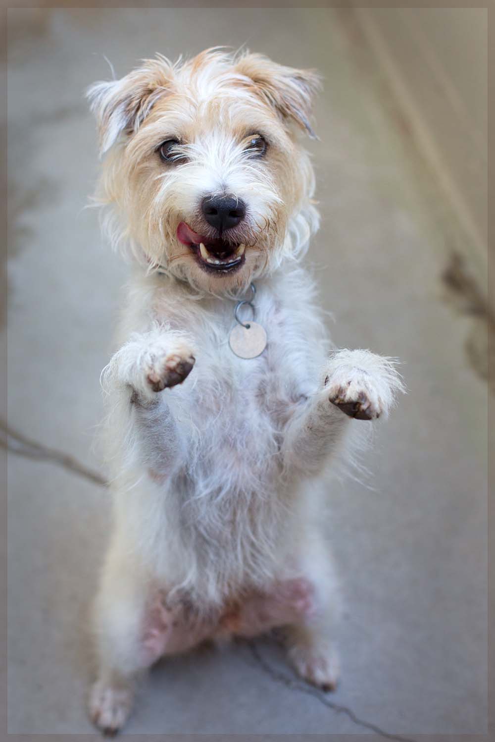 Shelter Dogs of Portland: "JACKSON OCHO" cool jack russel terrier