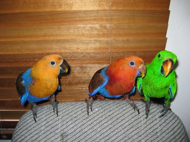 A Life of Green - Viggo the male Eclectus Parrot: Sub Species