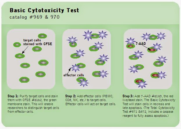 Research and Statistics: Cytotoxicity Testing