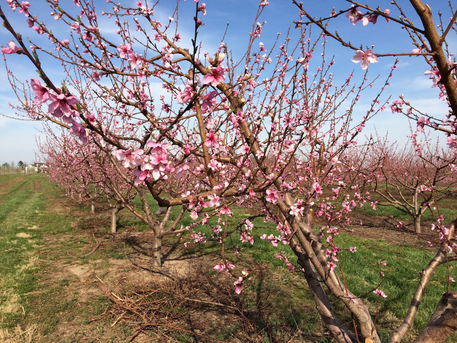 On the farm...: Peach Blossoms and planting