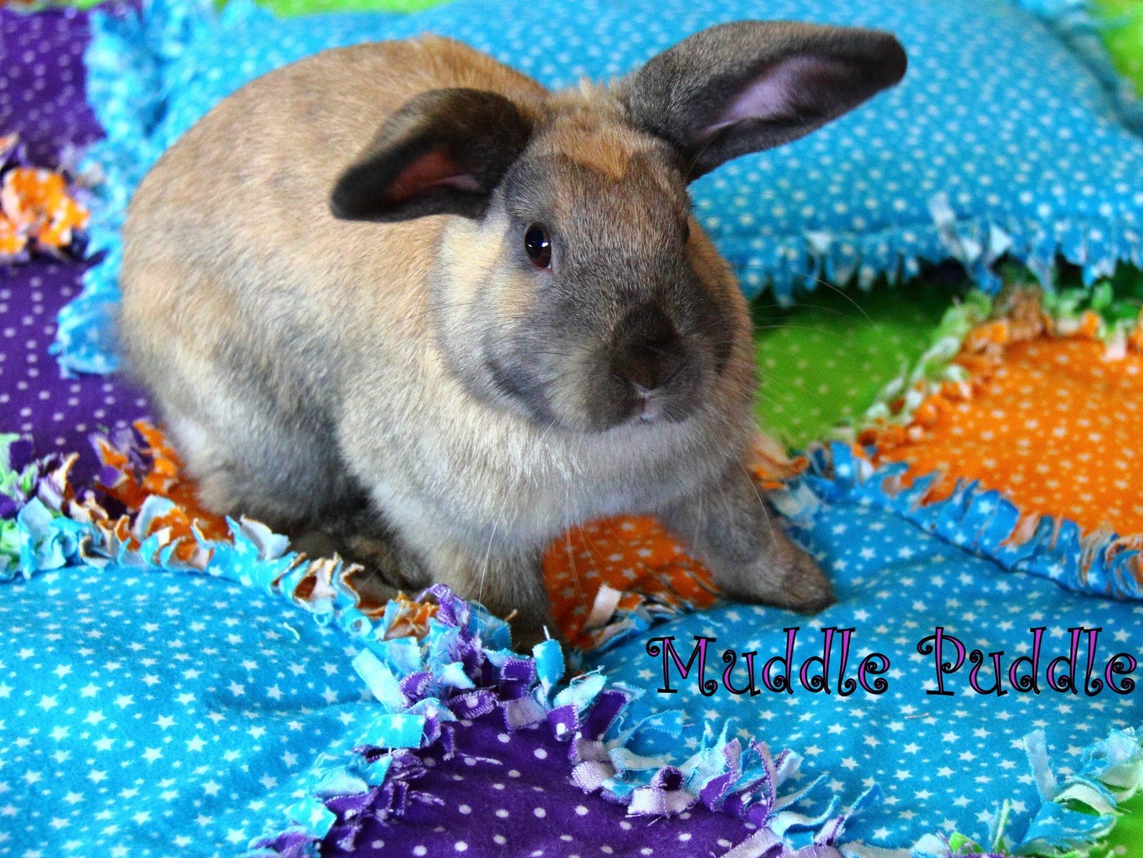 Muddle Puddle: Welcome to Muddle Puddle