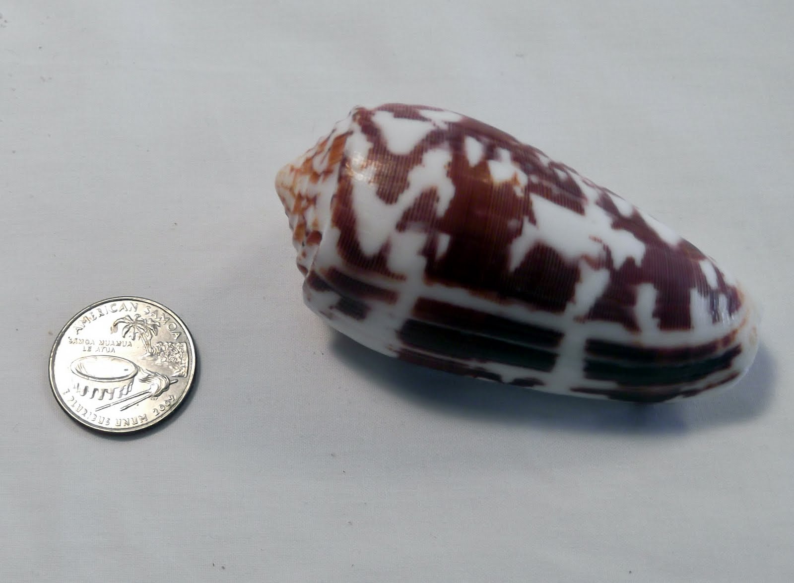 Across The Universe: Shelling in Samoa