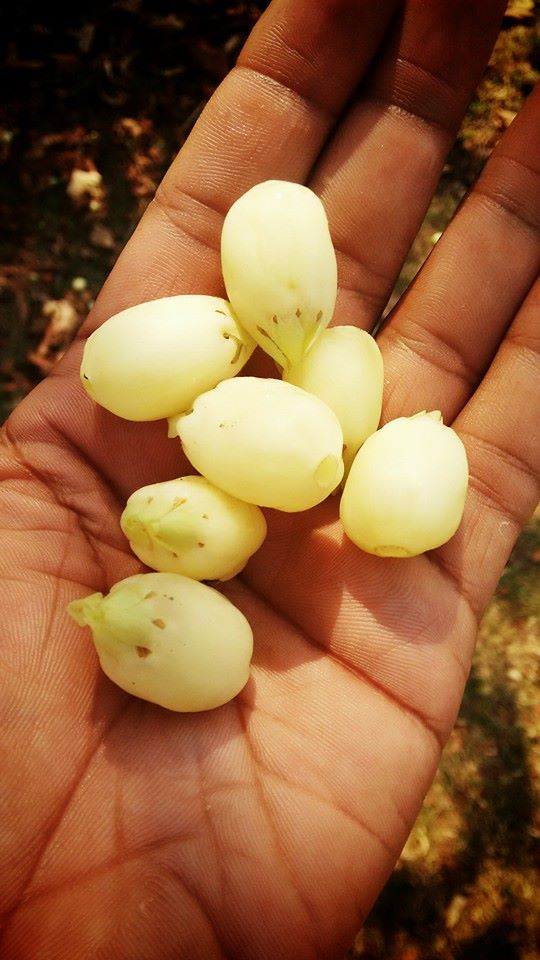 JOHAR JHARKHAND: Phutka