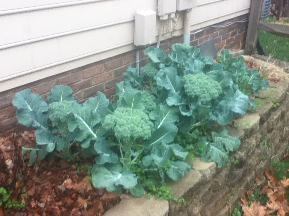 Rachel Cowles Eco-Bio