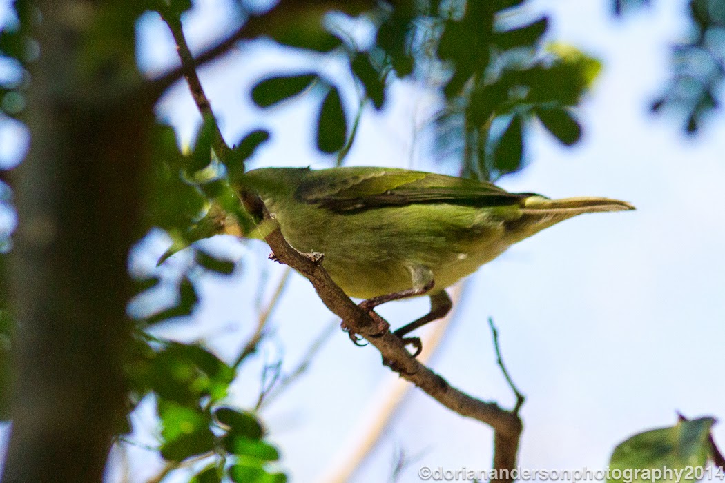 Biking for Birds: Nov 27 (Day 331) - 600-species mark shattered, MEGA ...