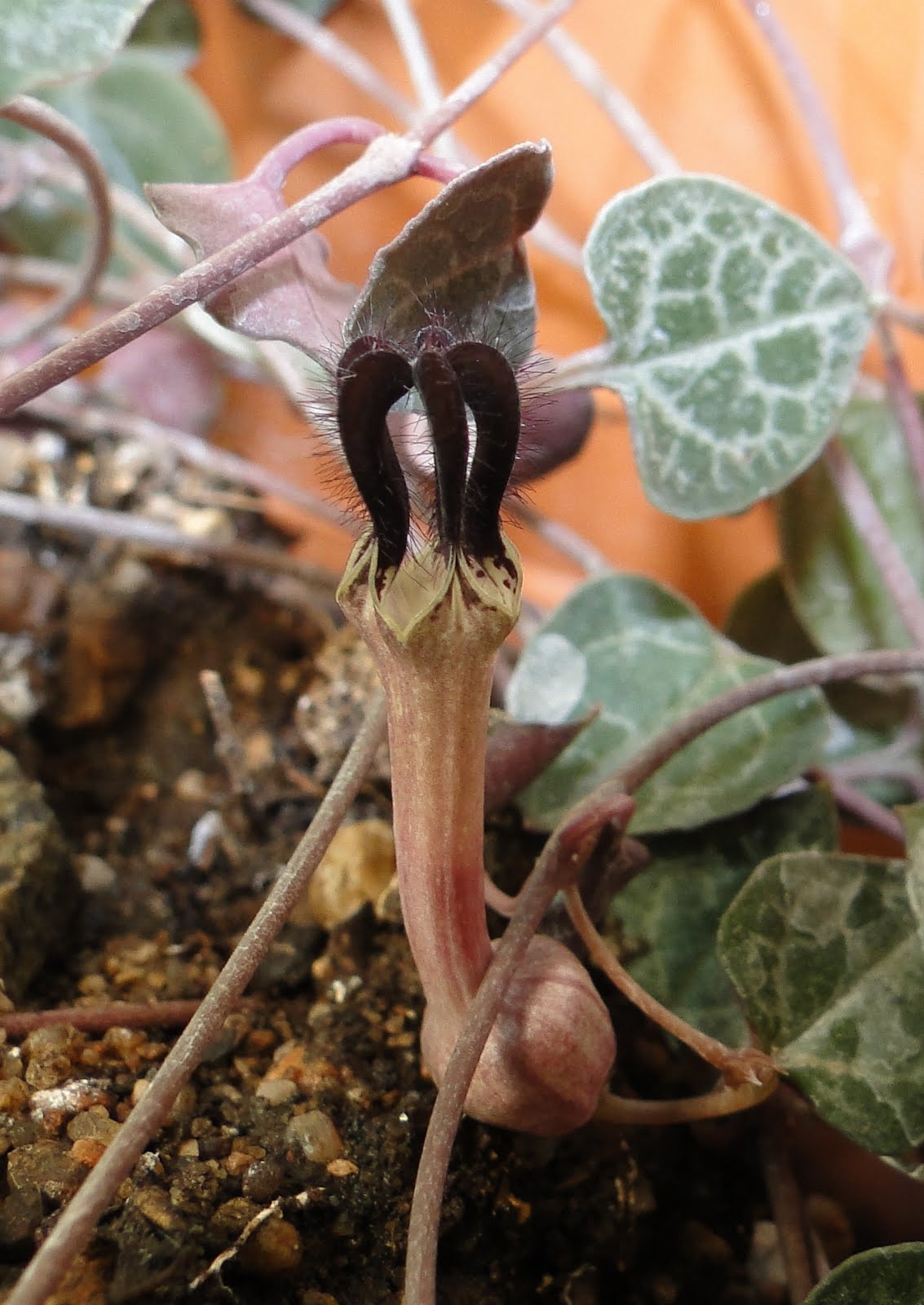 Mis Plantas - My plants: Ceropegia Woodii