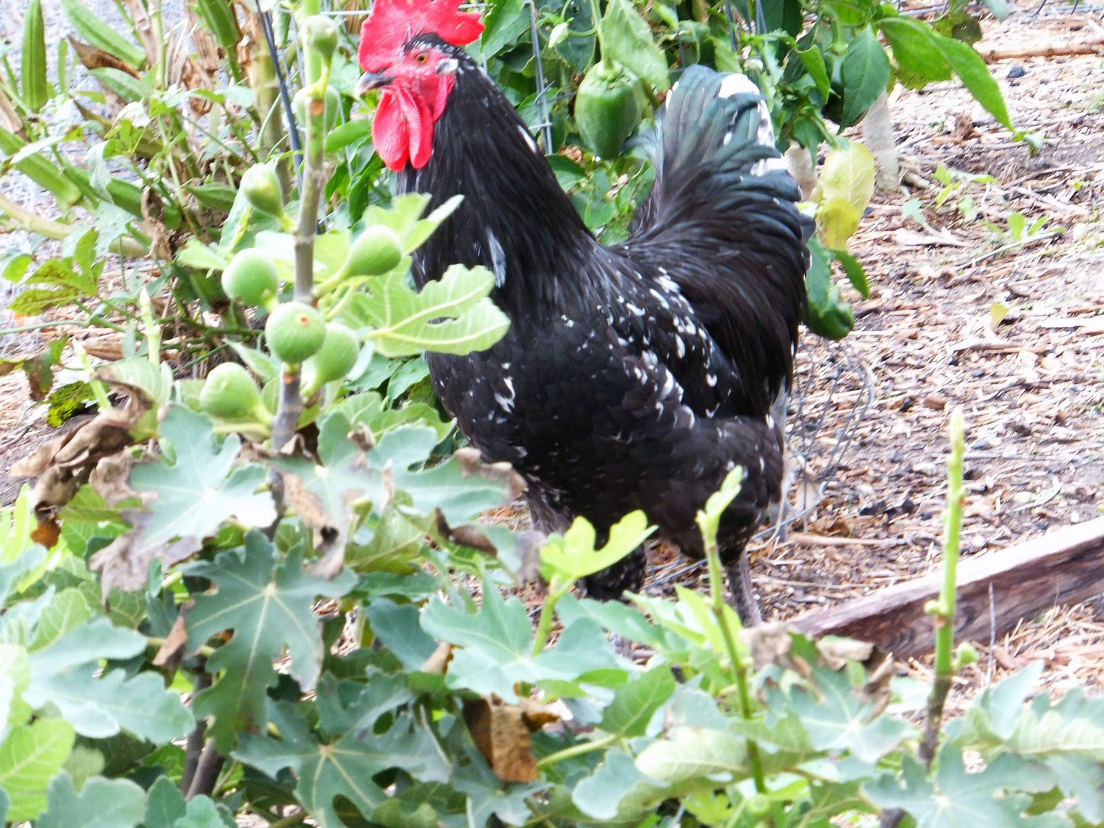 WyanDottes and Rocks: Mottled Javas