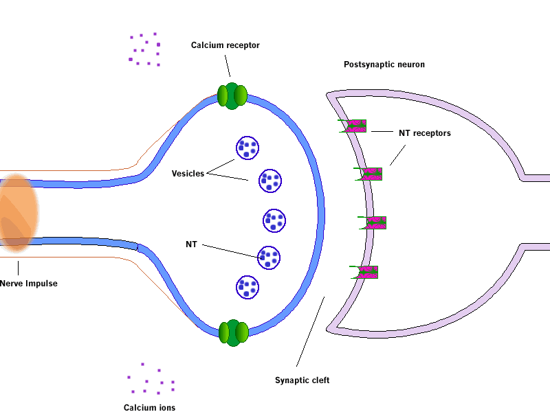 Stem Cell: Miden las sinapsis que conectan el cerebro con los sentidos
