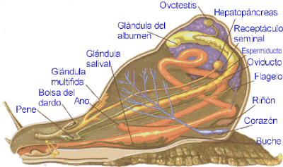 Tipos de moluscos: ¿Que son los moluscos?