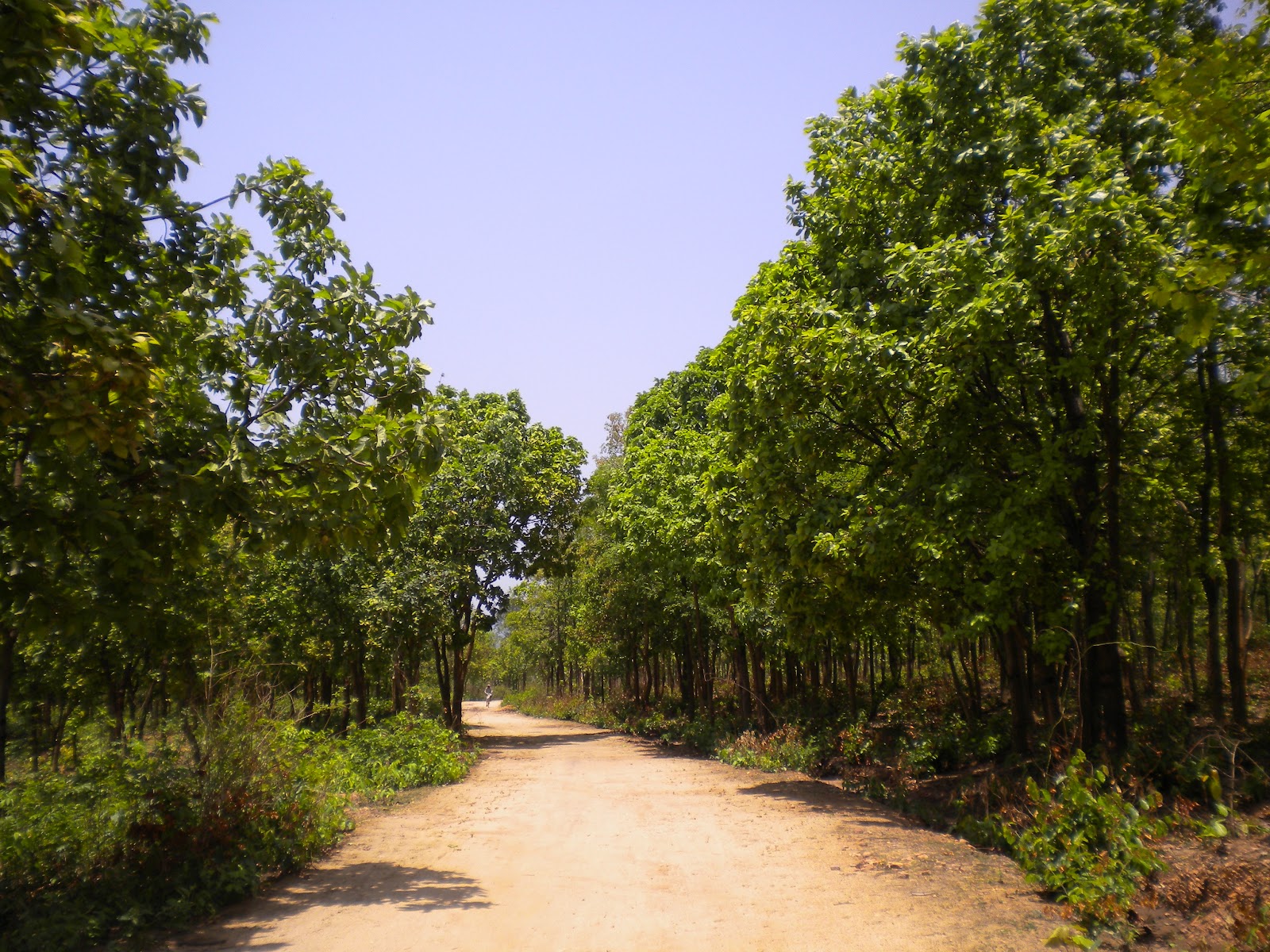 BARANTI PALASHBARI ( পলাশবাড়ি )