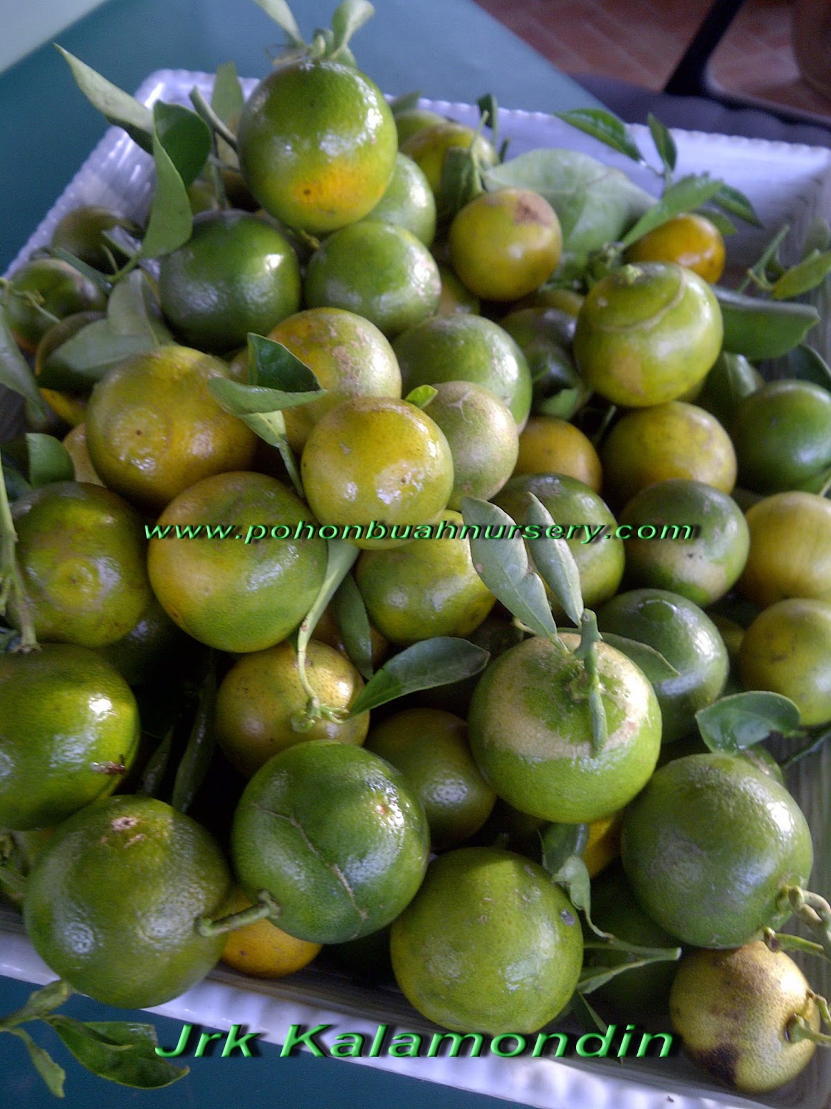 PBN: Jeruk Kalamondin