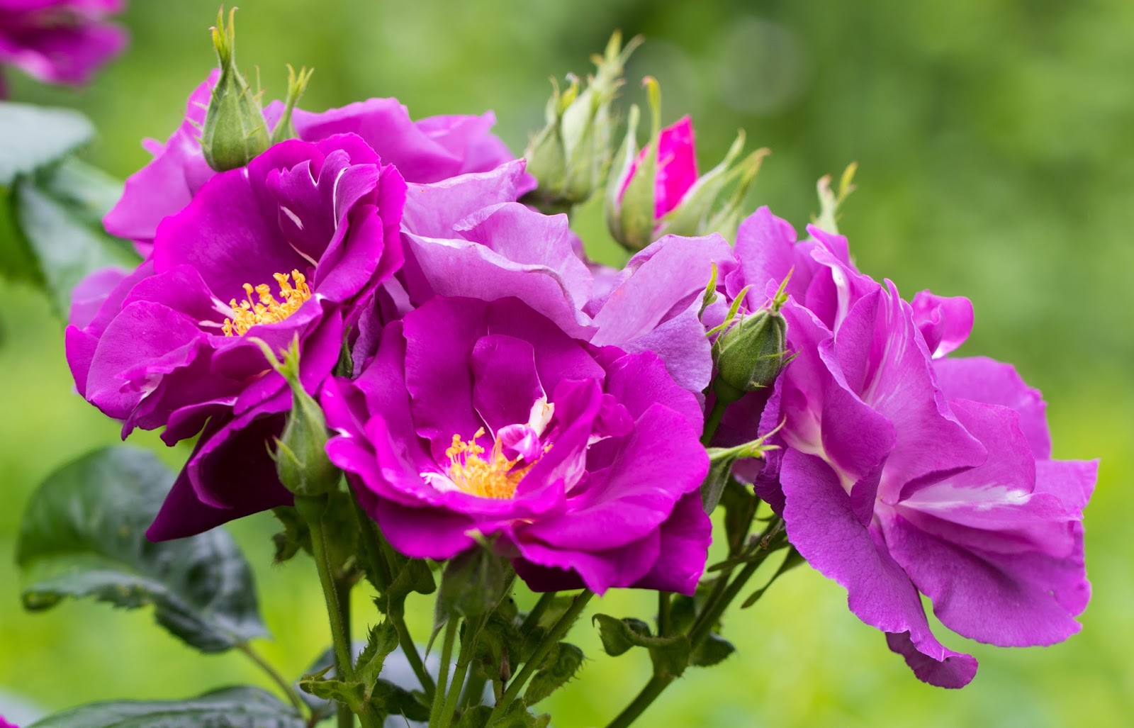 Escapes and Photography: An array of flowers and sweet smelling Roses ...