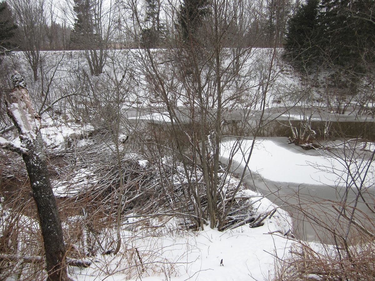 Pedaling PEI: Dunk river