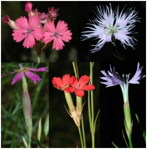 Ottoman Sephardim: Paisley is Not Period: A Look at Ottoman Textile Motifs