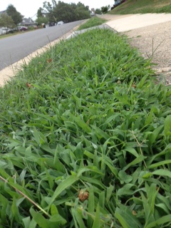 life in the dog house: Cursed Grass