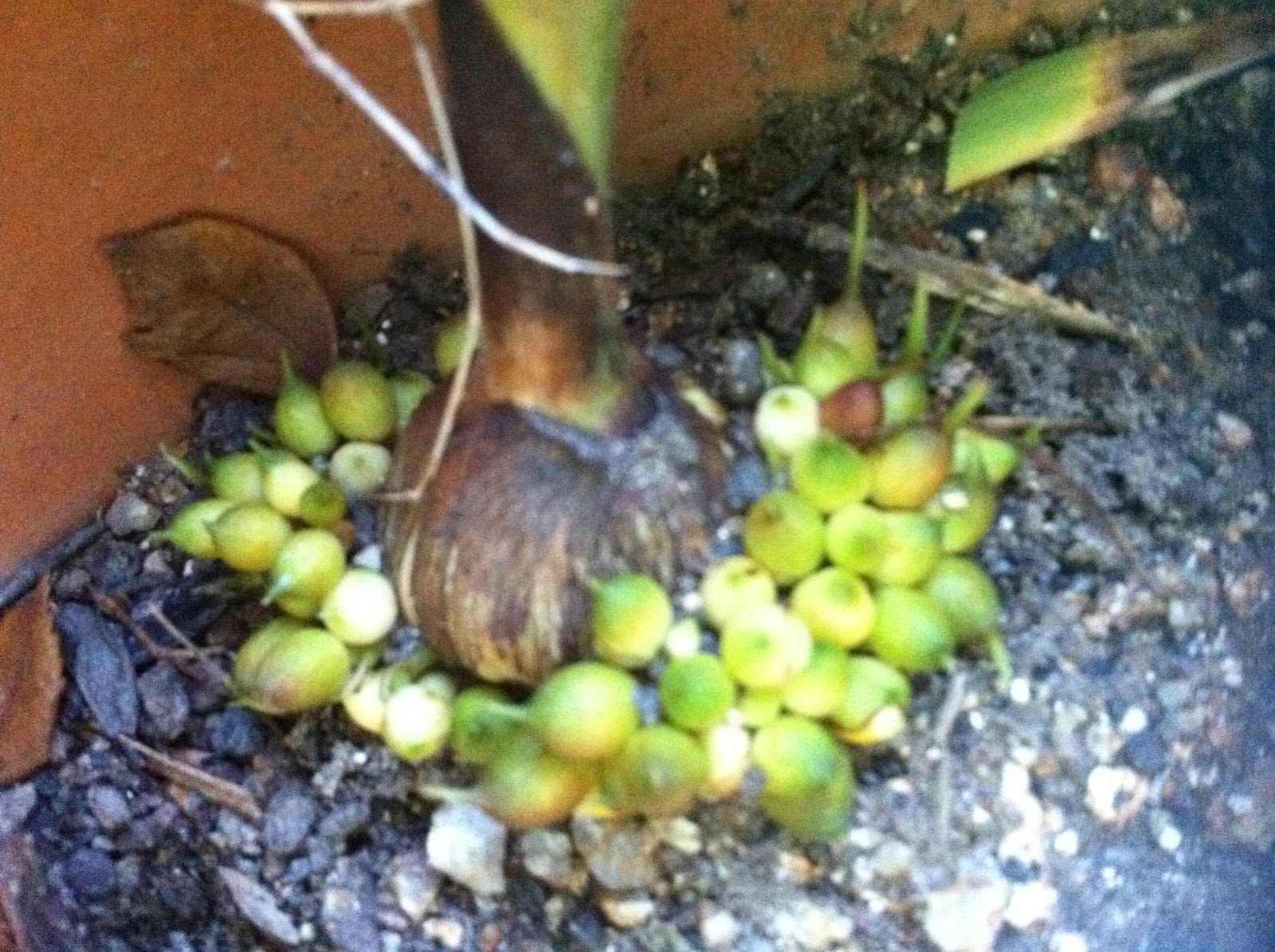 My Experimental Garden: Special harvest: gladiolus corm and cormels