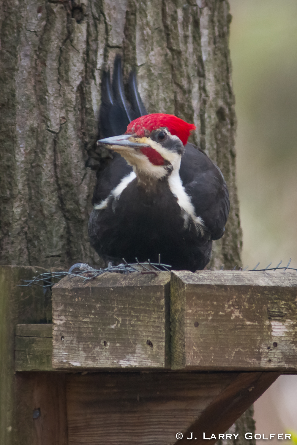 Piliated Woodpecker Pays a Visit