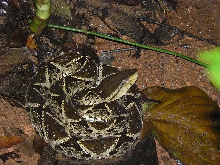 Ofidico: Bothrops Asper