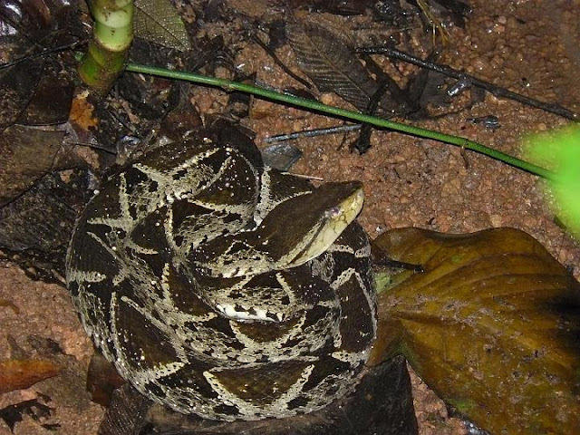 Ofidico: Bothrops Asper