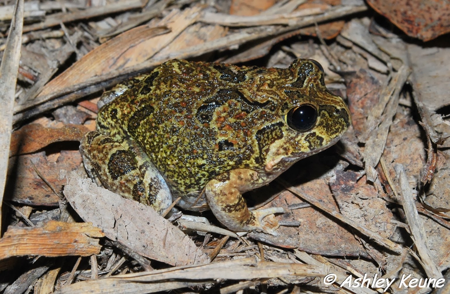 Australian Frogs Photography: KEUNEA PHOTOGRAPHY: November 2013