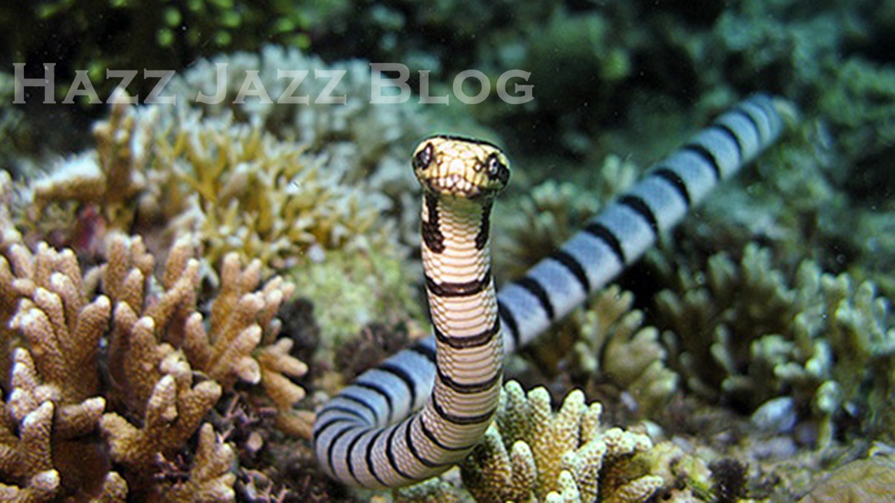 10 Most Dangerous sea creatures in the world