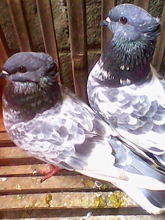 SPESIALIS MERPATI: MERPATI BRONGSONG