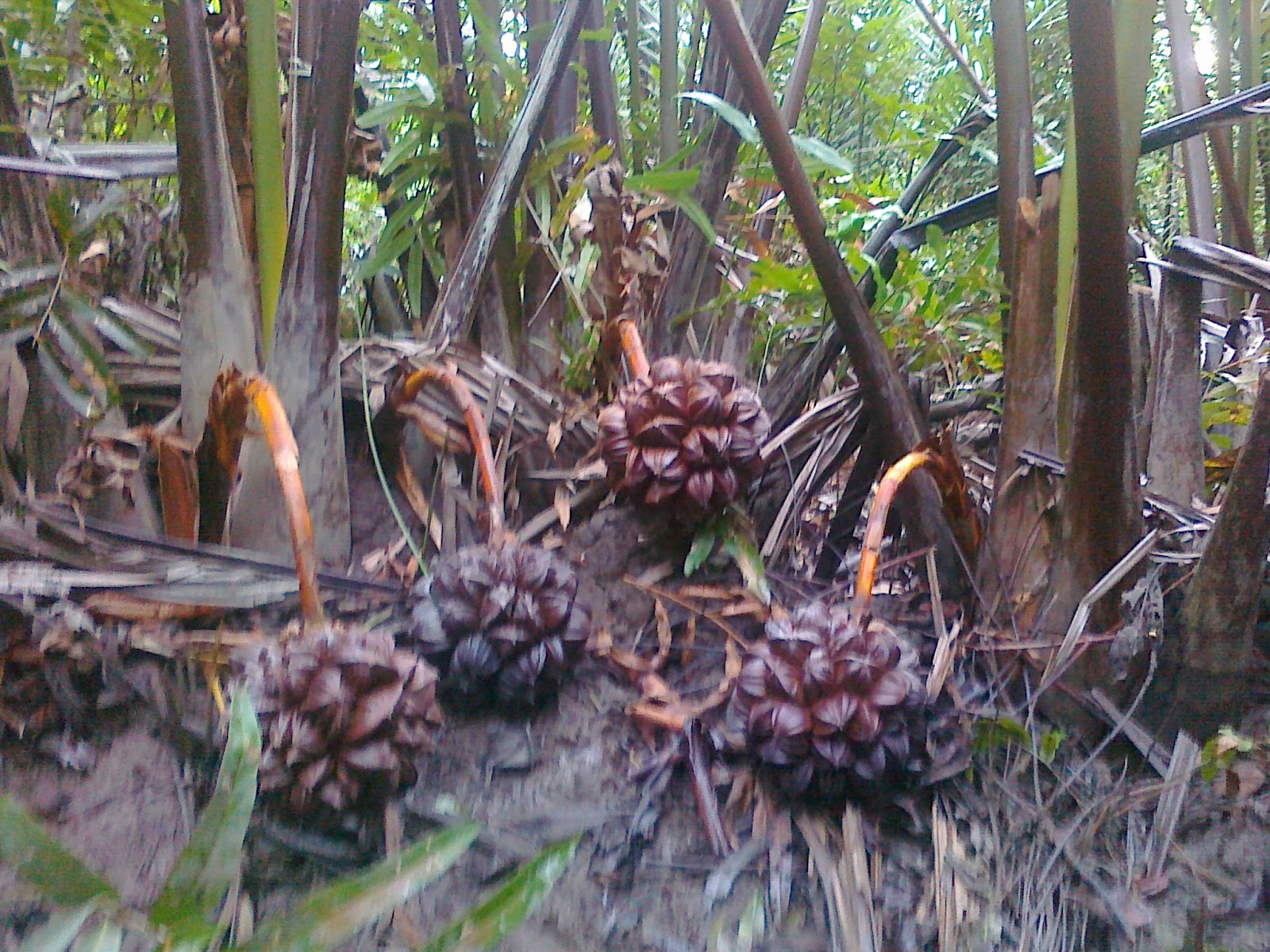 TANJUNG DARUL TAKZIM: Manfaat Tumbuhan Nipah