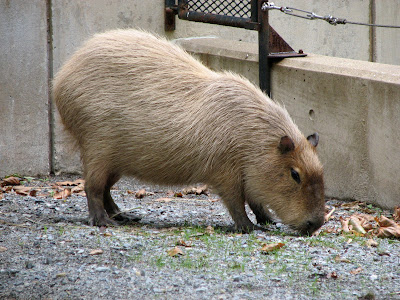Capybara | Facts and Photos 2012 | The Wildlife