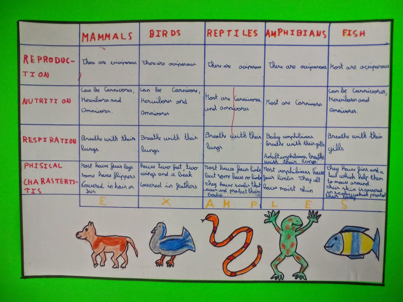 Science and Physical Education: Vertebrate Animals Table