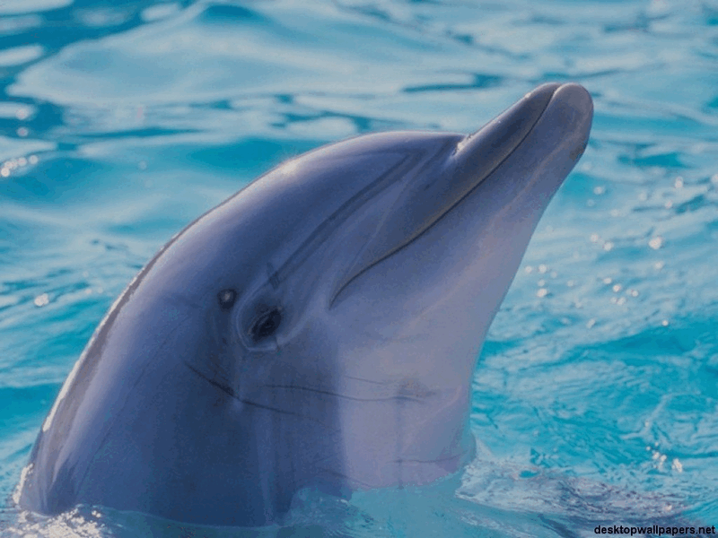 Animals World: Dolphins in water