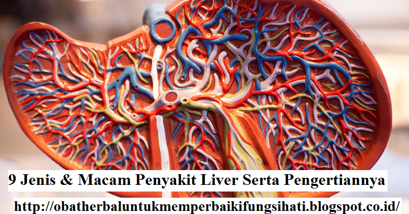 9 Jenis & Macam Penyakit Liver Serta Pengertiannya ~ Obat Herbal Untuk ...