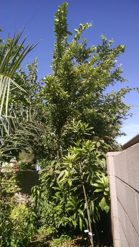 Desert Valley Orchard: Frankencitrus #1