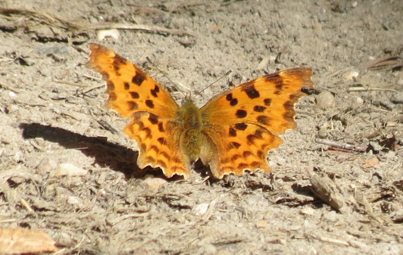 BIRDING AMERSHAM: Garden Butterflying