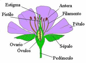 Ensenyar per ensenyar: LAS PLANTAS CON FLORES Y SUS PARTES